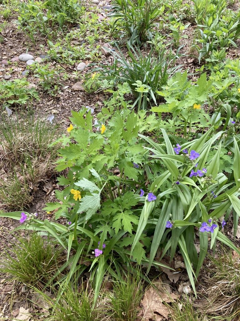 Virginia spiderwort from Powder Valley Conservation Nature Center ...