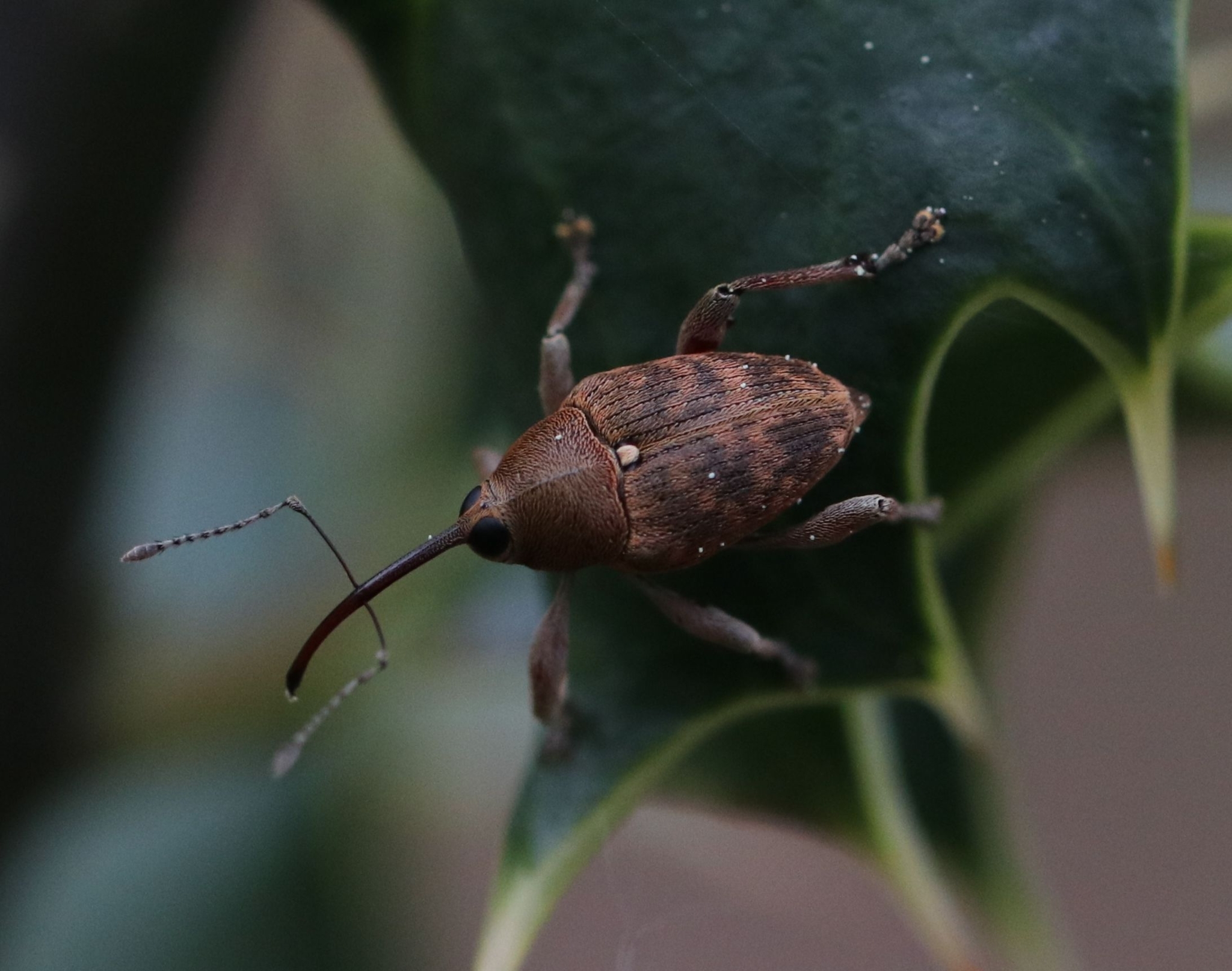 Curculio nucum C.Linnaeus, 1758