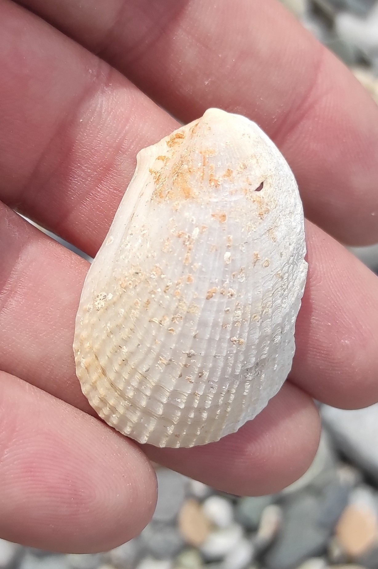 Limaria tuberculata (Olivi, 1792)