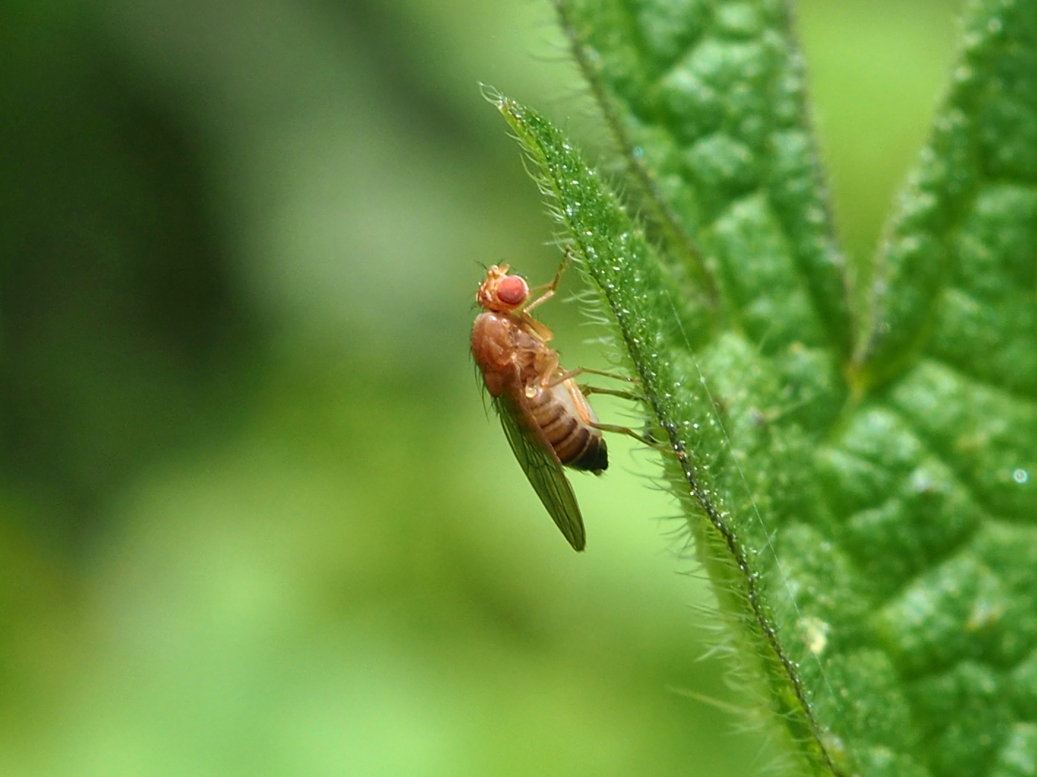 Drosophila melanogaster Meigen, 1830