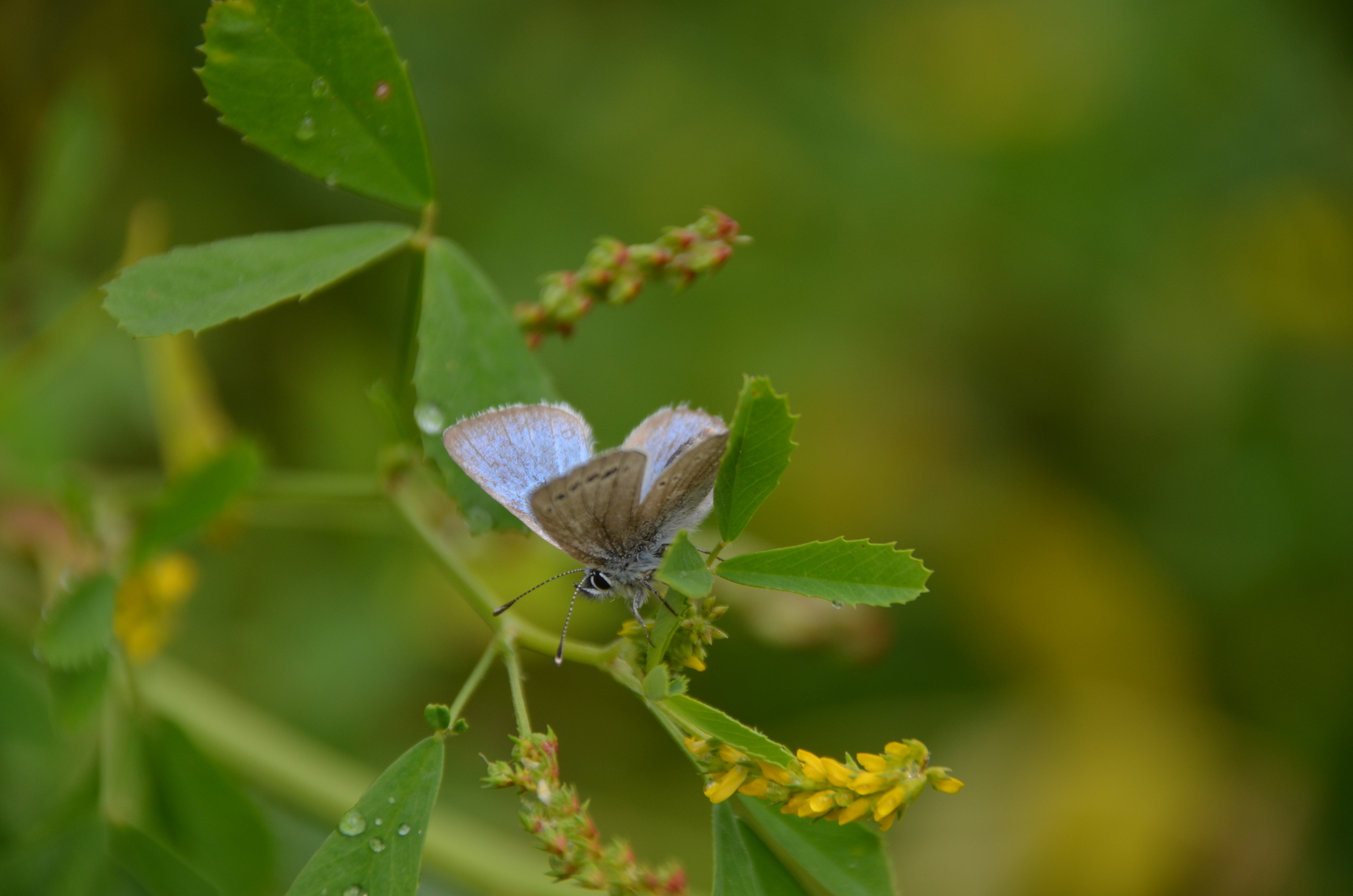 Glaucopsyche lygdamus palosverdesensis Perkins & Emmel, 1977