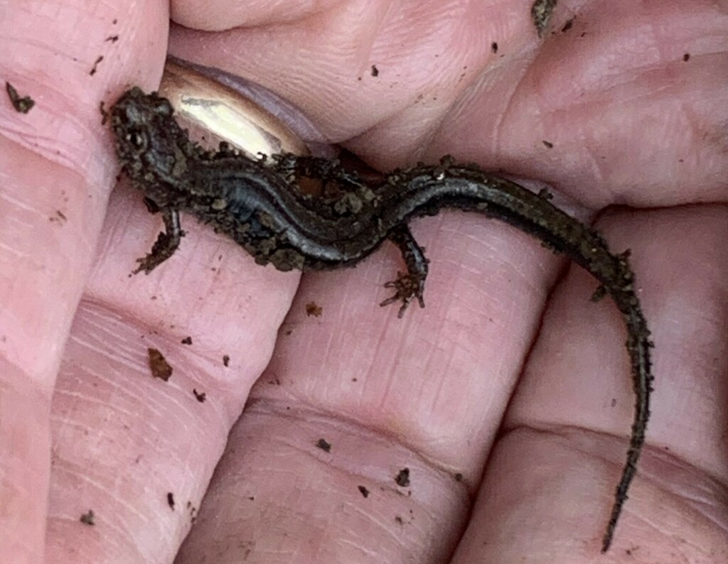 Blue Ridge Dusky Salamander in April 2023 by larrymcdaniel · iNaturalist