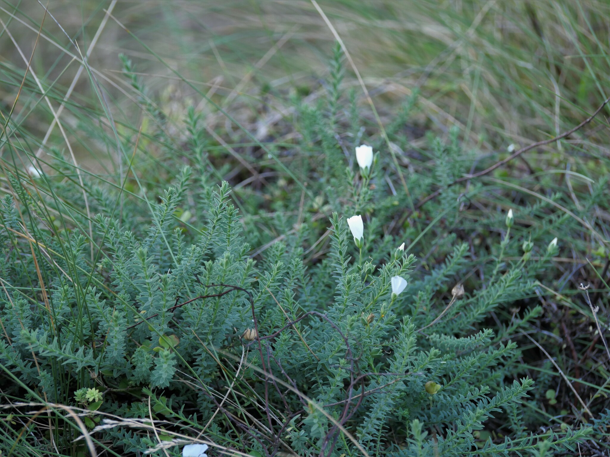 Linum monogynum G.Forst.