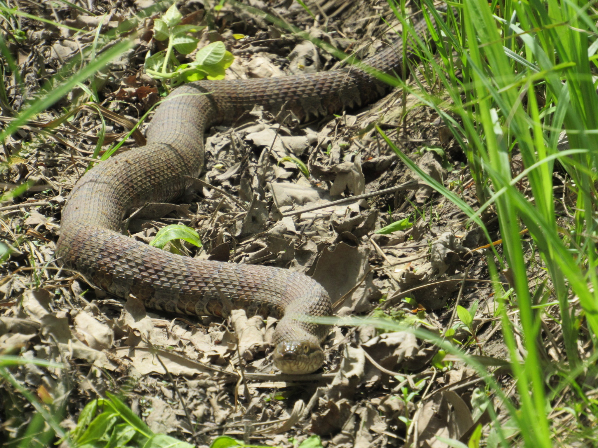 Nerodia sipedon (Linnaeus, 1758)