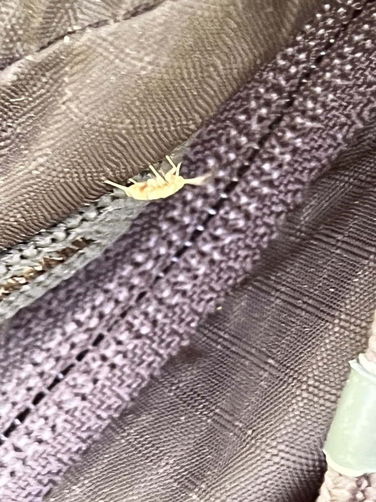 Winged and Once-winged Insects from Forest Park, St. Louis, MO, US on ...