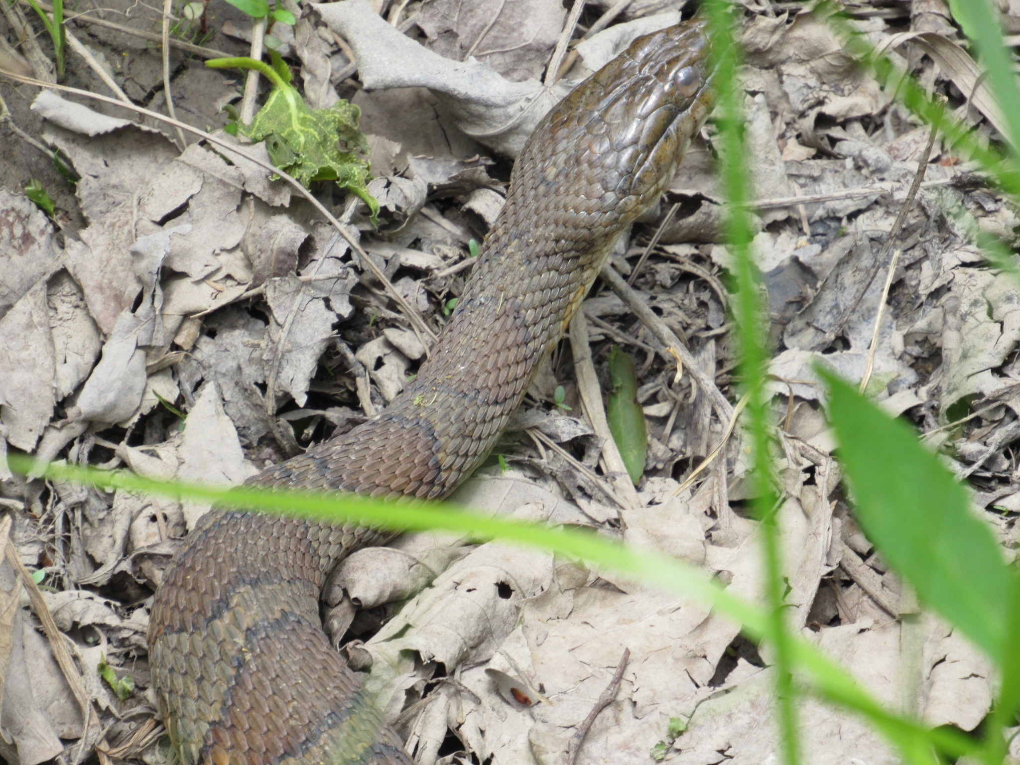 Nerodia sipedon (Linnaeus, 1758)
