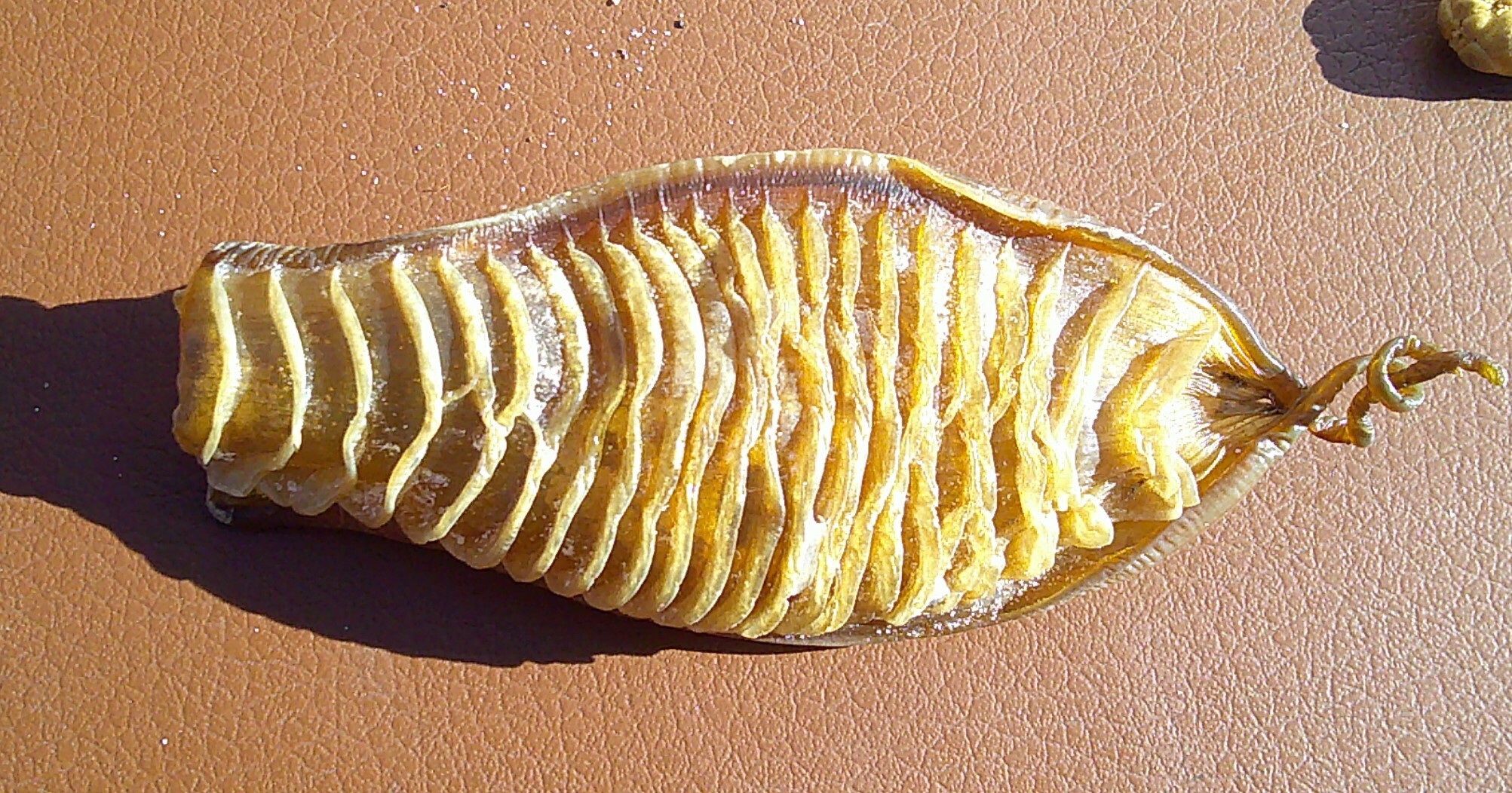 Cephaloscyllium Gill, 1862