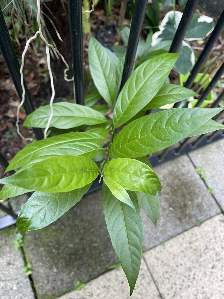 night jessamine in May 2023 by victoriabrockfield · iNaturalist