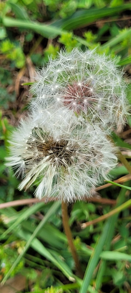 red-seeded dandelion from Howard County, MD, USA on April 29, 2023 at ...