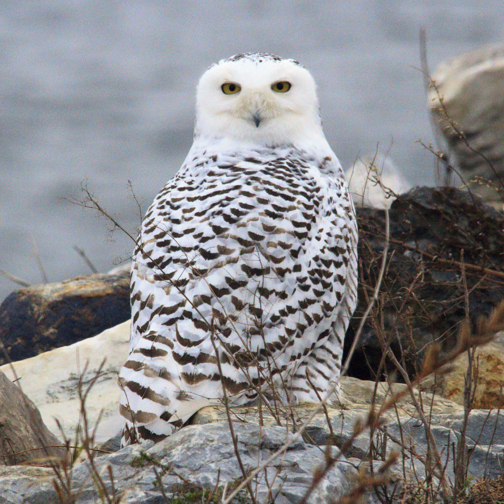 Typical Owls (Strigidae) - Avian Discovery