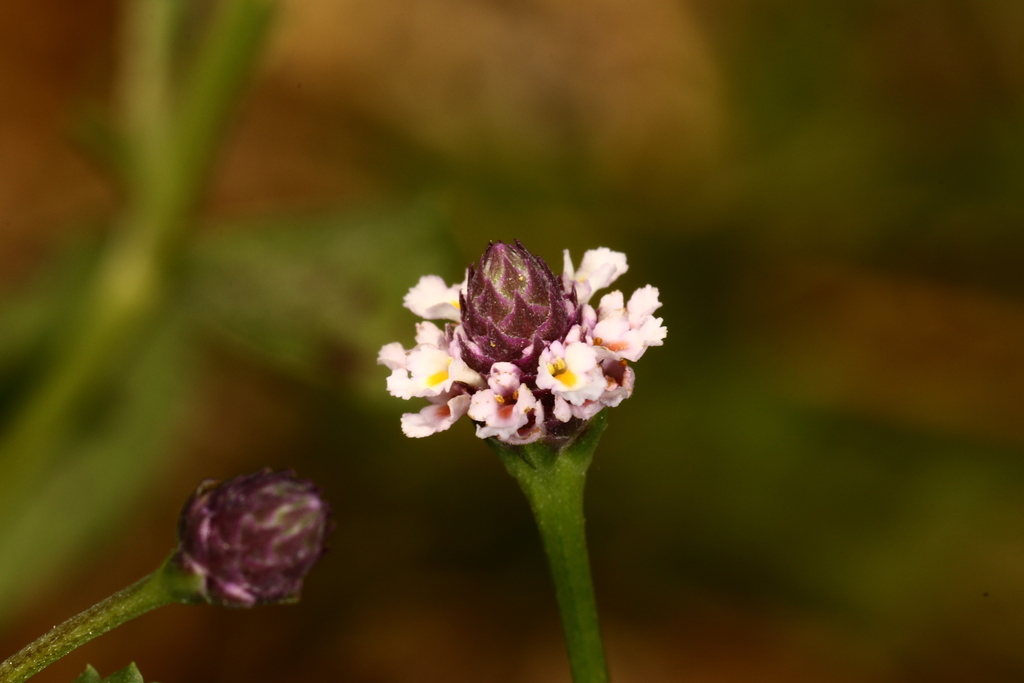 turkey tangle frogfruit from יהודה בורלא 1, ירושלים, ישראל on August 14 ...