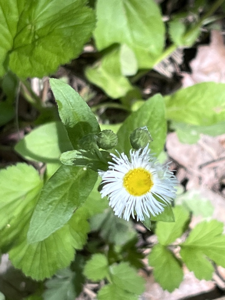 Philadelphia fleabane from Forest Park, St. Louis, MO, US on May 1 ...