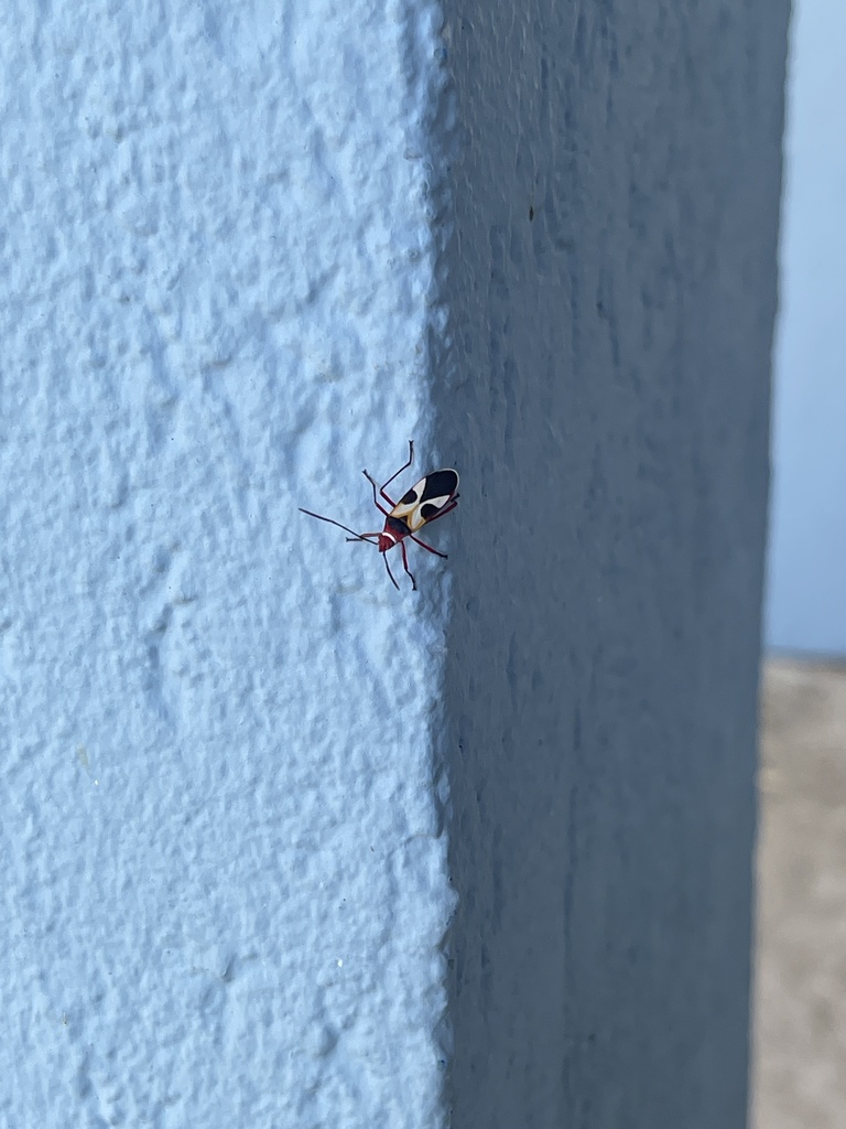 Turk's cap red bug from South Padre Island, South Padre Island, TX, US ...