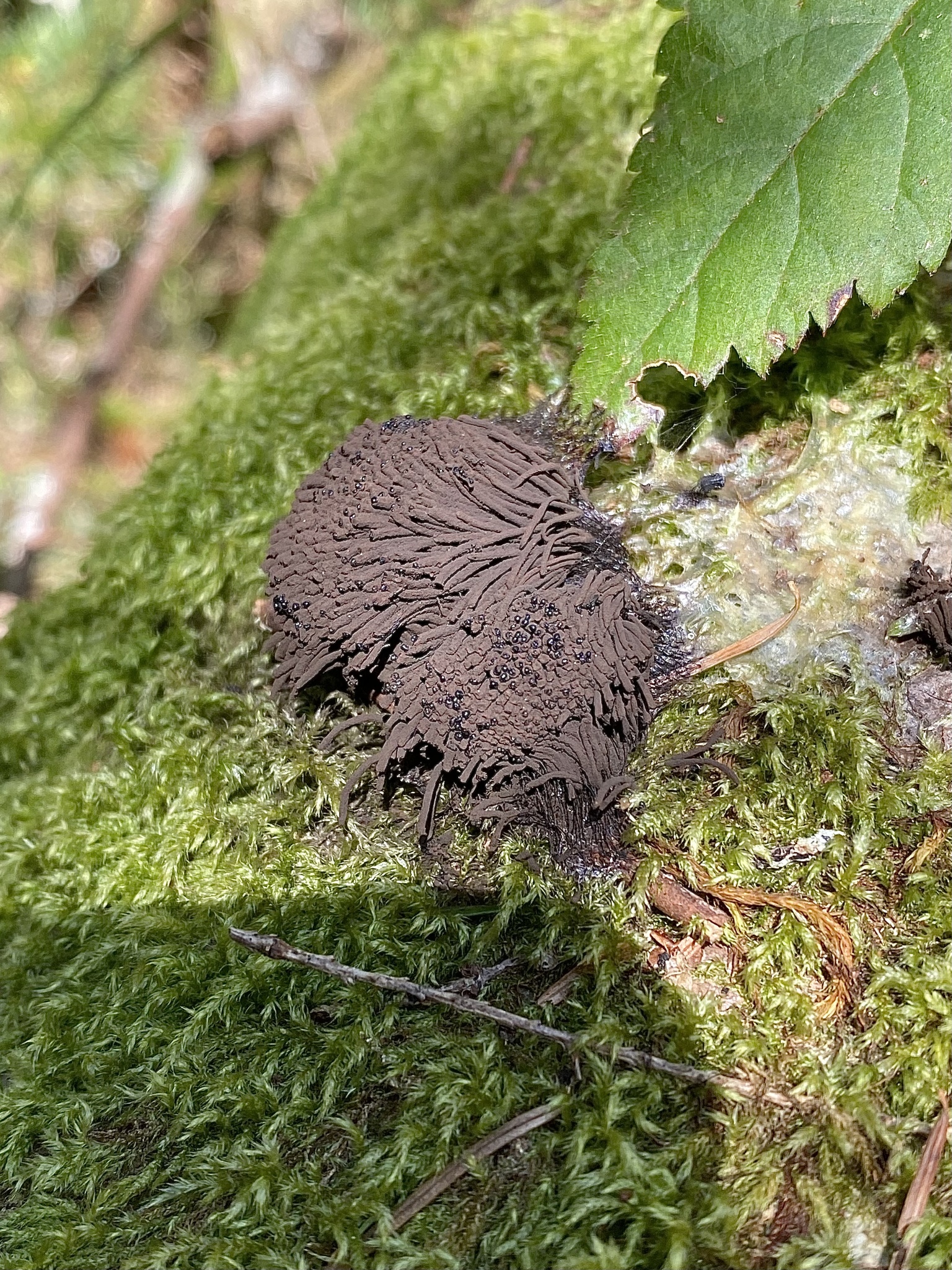 Stemonitis splendens Rostaf., 1874