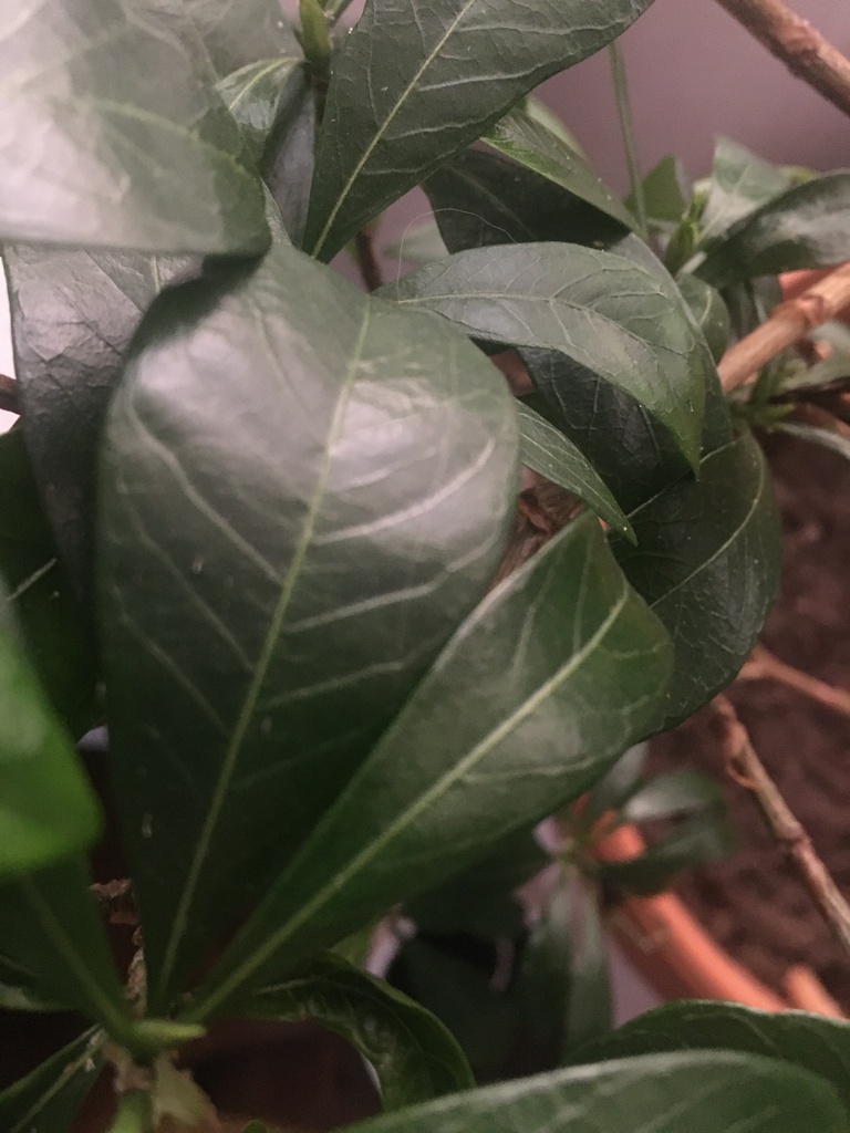 Dunalia brachyacantha from Calle 7, La Paz, La Paz, BO on May 01, 2023 ...