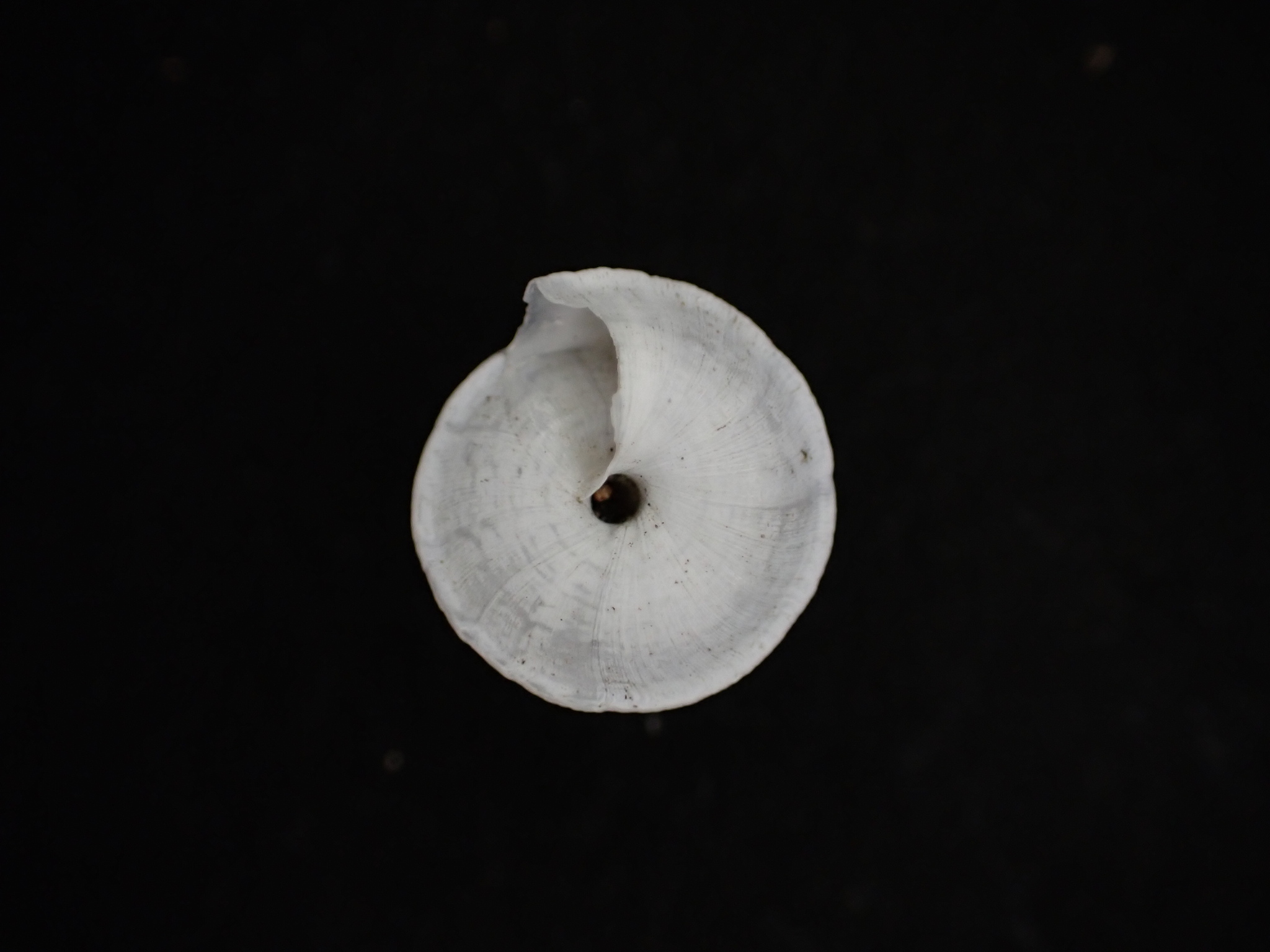 Trochoidea elegans (Gmelin, 1791)