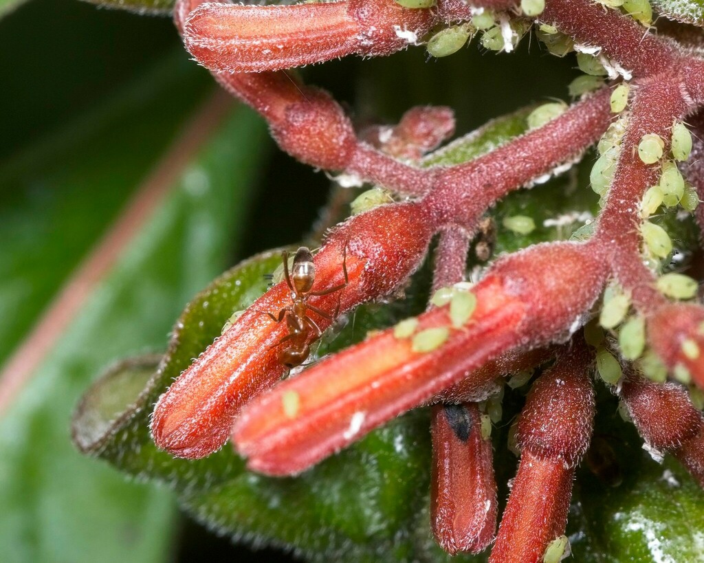 Spiraea Aphid from Palm Beach, Florida, United States on April 29, 2023 ...