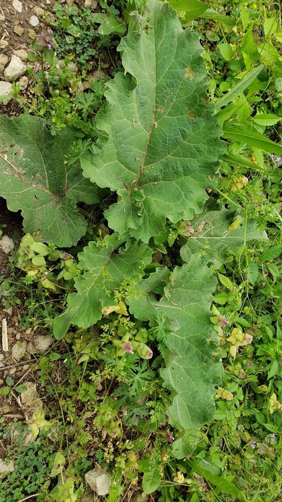 greater burdock from Louisville, KY 40291, USA on May 01, 2023 at 03:16 ...