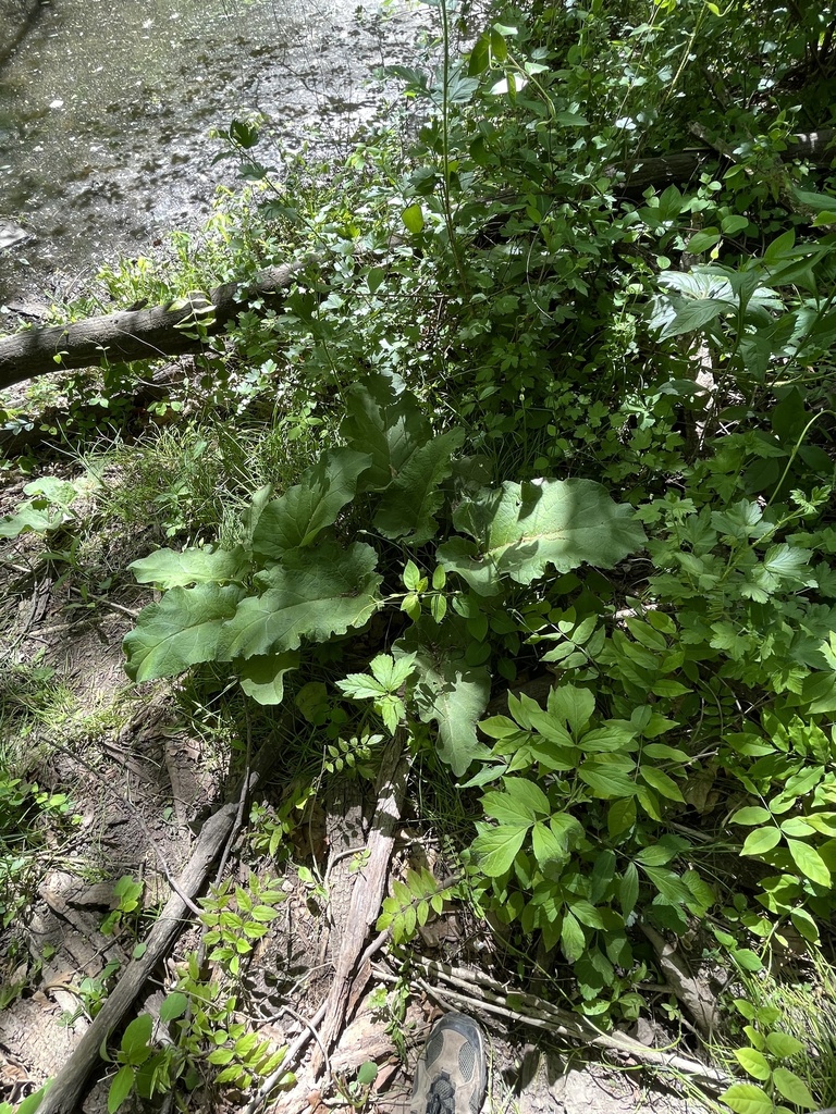 dicots from Forest Park, St. Louis, MO, US on May 1, 2023 at 03:19 PM ...