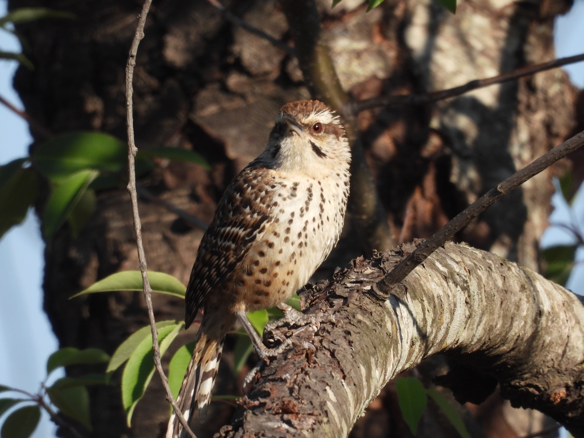 Campylorhynchus gularis P.L.Sclater, 1861