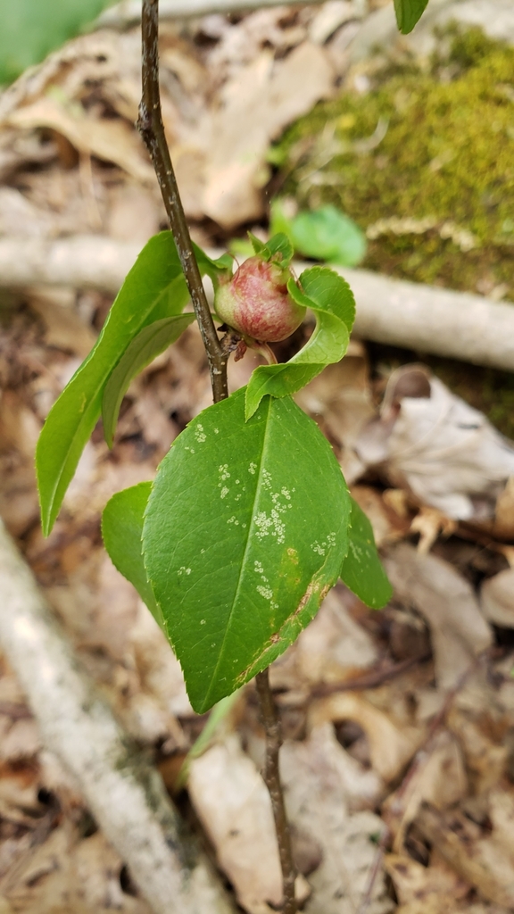 Contarinia cerasiserotinae from Louisville, KY 40291, USA on May 01 ...