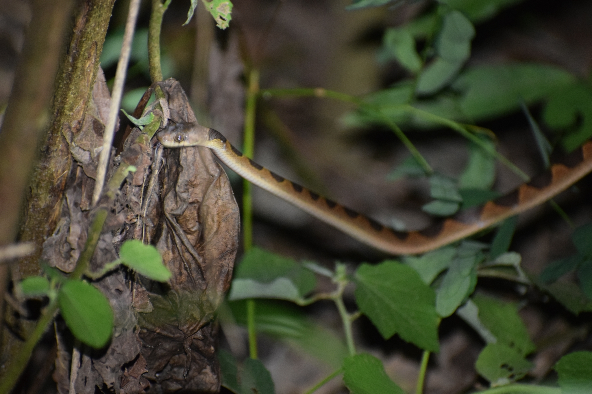 Leptodeira annulata (Linnaeus, 1758)