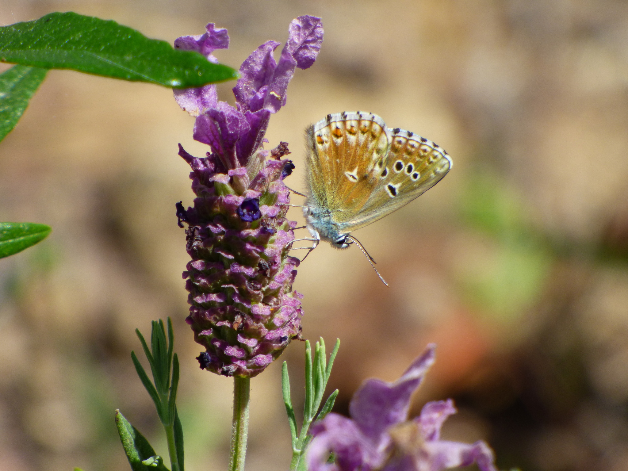 Lysandra Hemming, 1933