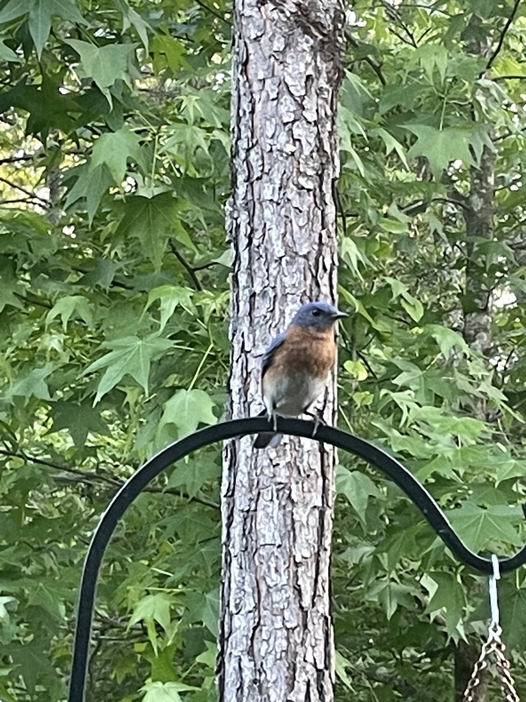 Eastern Bluebird in May 2023 by sammy_cald · iNaturalist