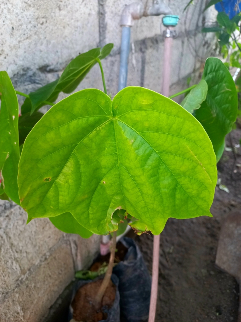 canoe tree in May 2023 by humbertobonilla · iNaturalist
