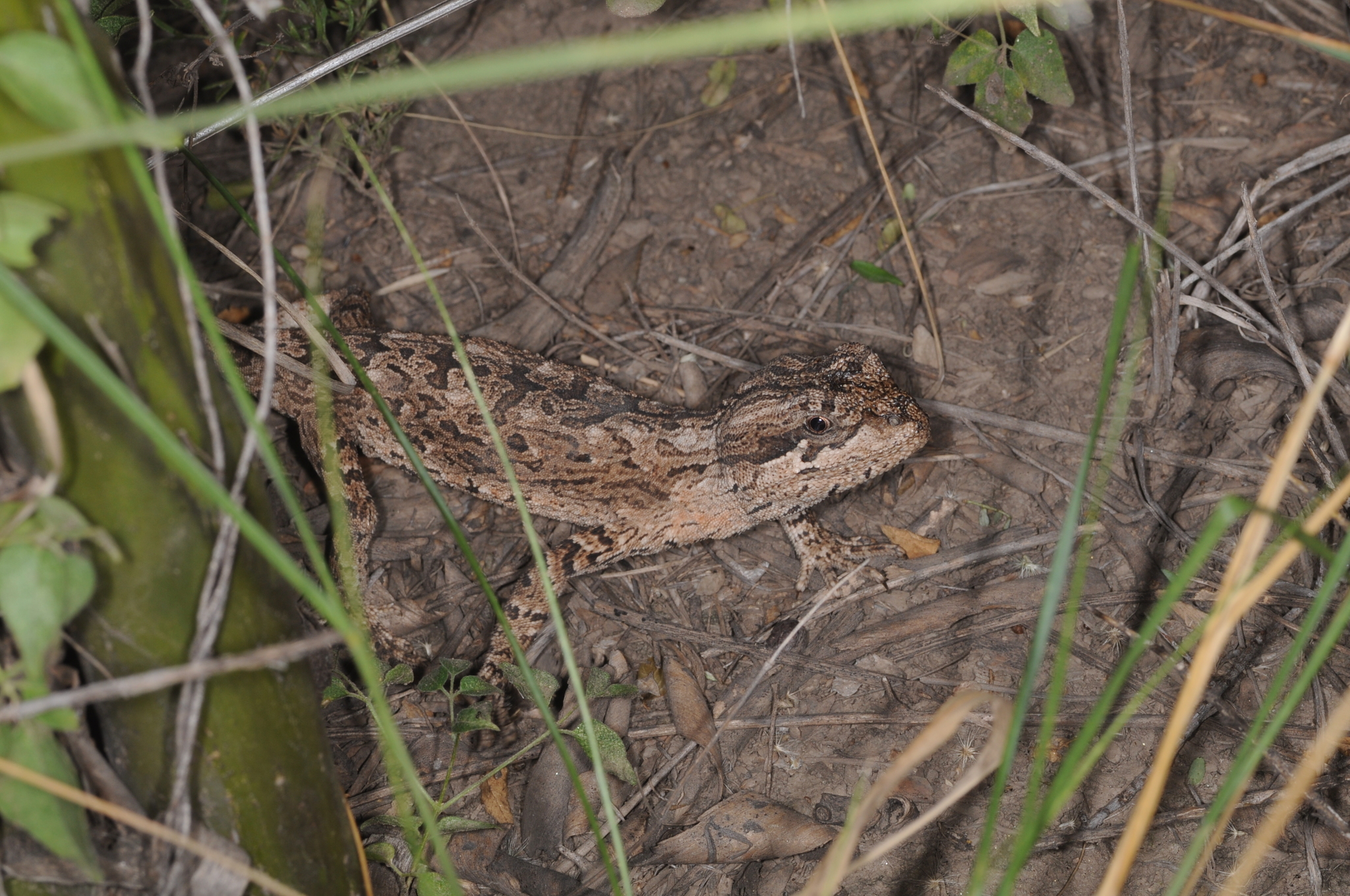 Leiosaurus paronae (Peracca, 1897)