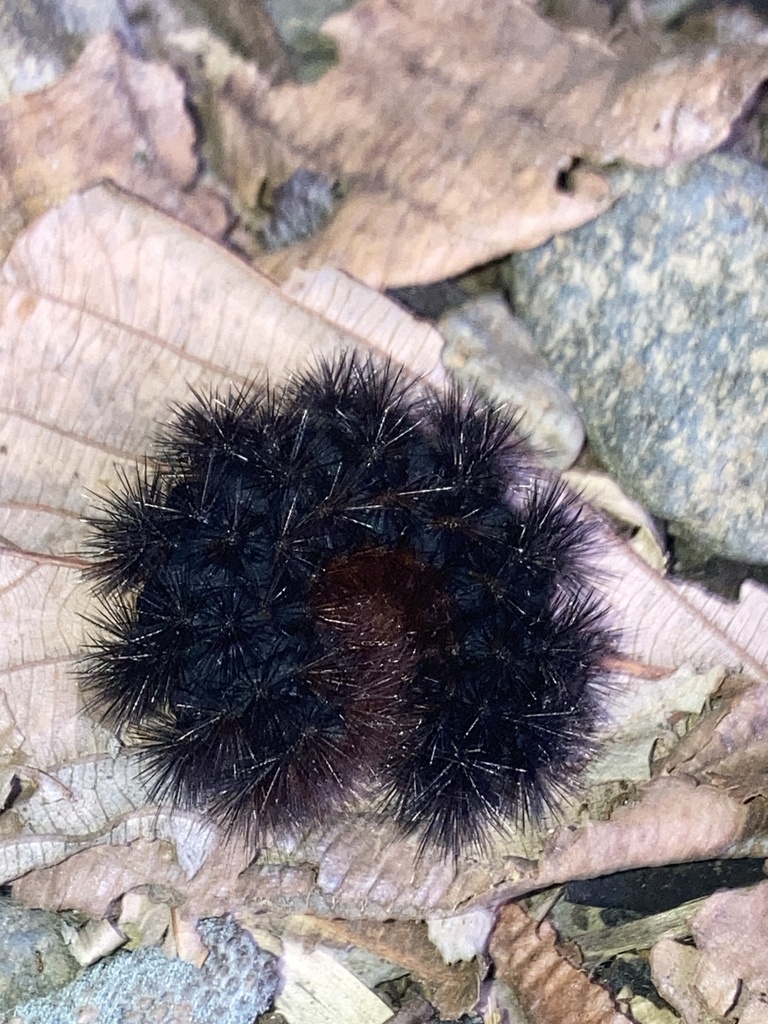 Hypercompe icasia from Calle 103, San Jose, San Jose, CR on May 1, 2023 ...