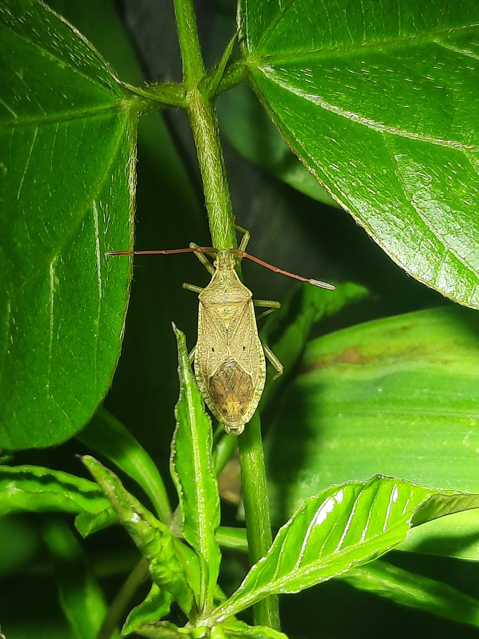 Homoeocerus Burmeister, 1835