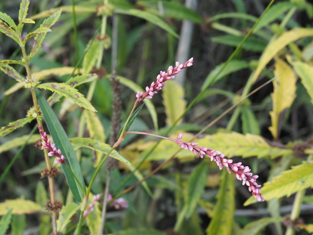 slender knotweed from Manningham - West, AU-VI, AU on April 29, 2023 at ...