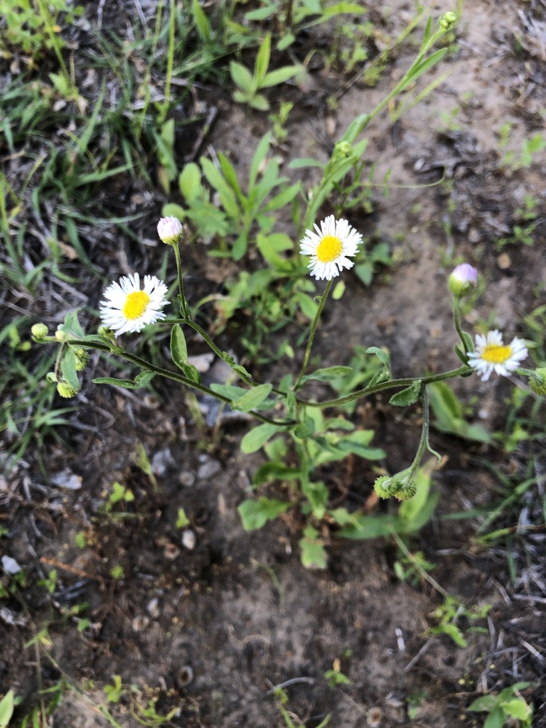 daisy fleabane from Mustang Ct, Reno, TX, US on May 01, 2023 at 06:14 ...
