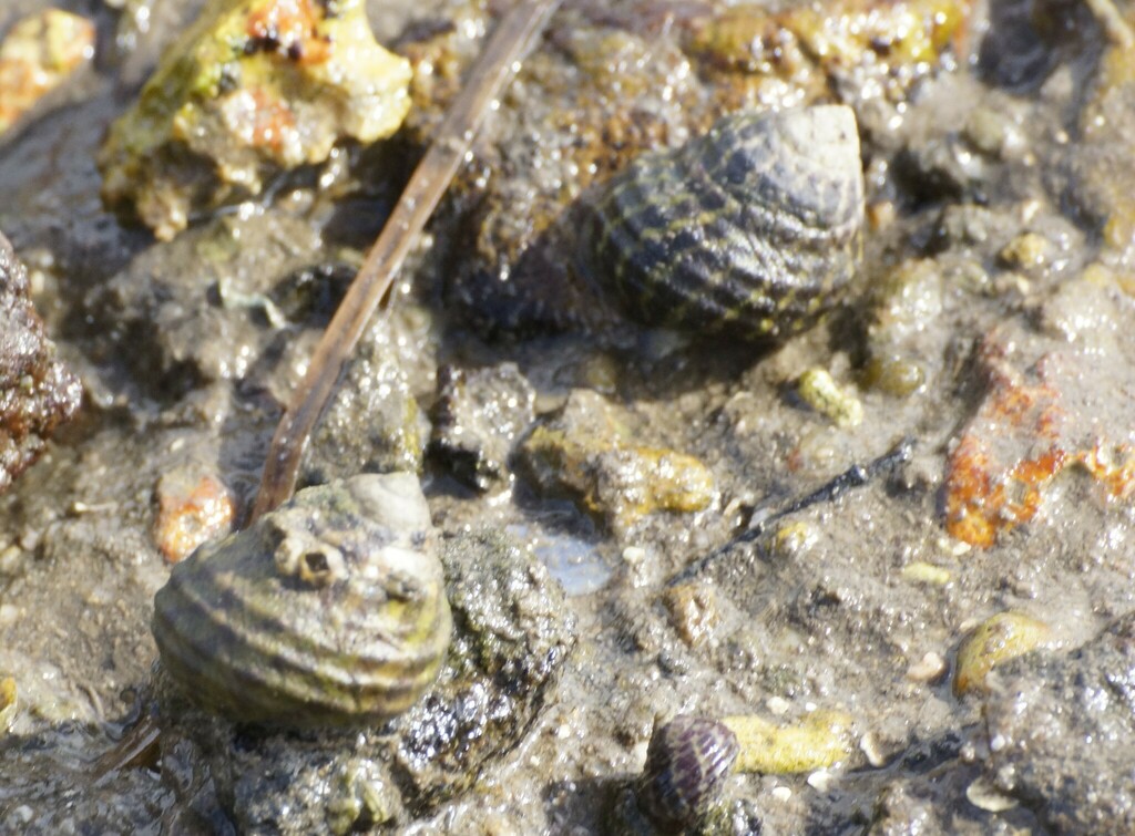Zebra Top Snail from Geelong VIC, Australia on April 28, 2023 at 12:52 ...