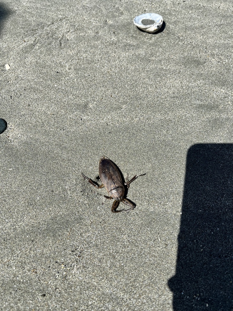 American Giant Water Bug from Pacific Rim National Park Reserve ...