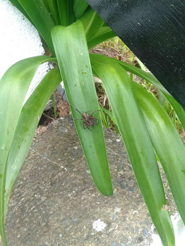 Vagrant Spiders from Hataitai, Wellington, New Zealand on May 01, 2023 ...