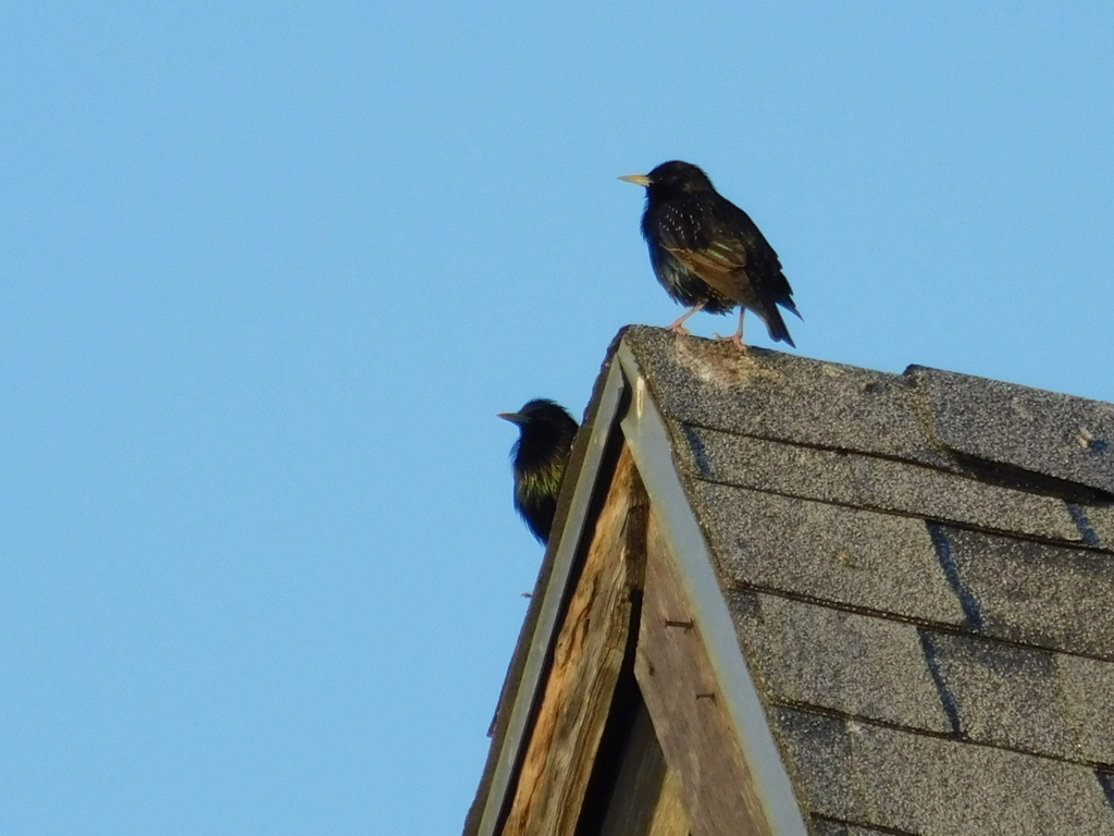 European Starling from Belton, TX, USA on May 01, 2023 at 07:31 AM by A ...