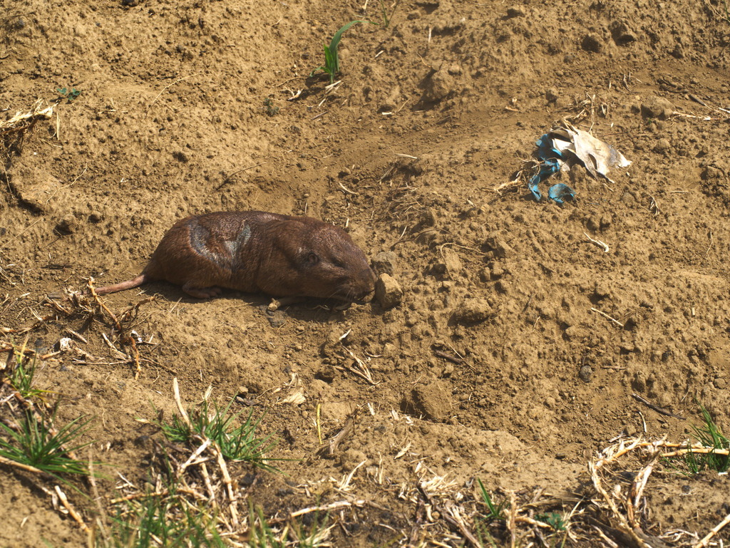 Merriam's pocket gopher from Santa Ana Tlacotenco, CDMX, México on ...