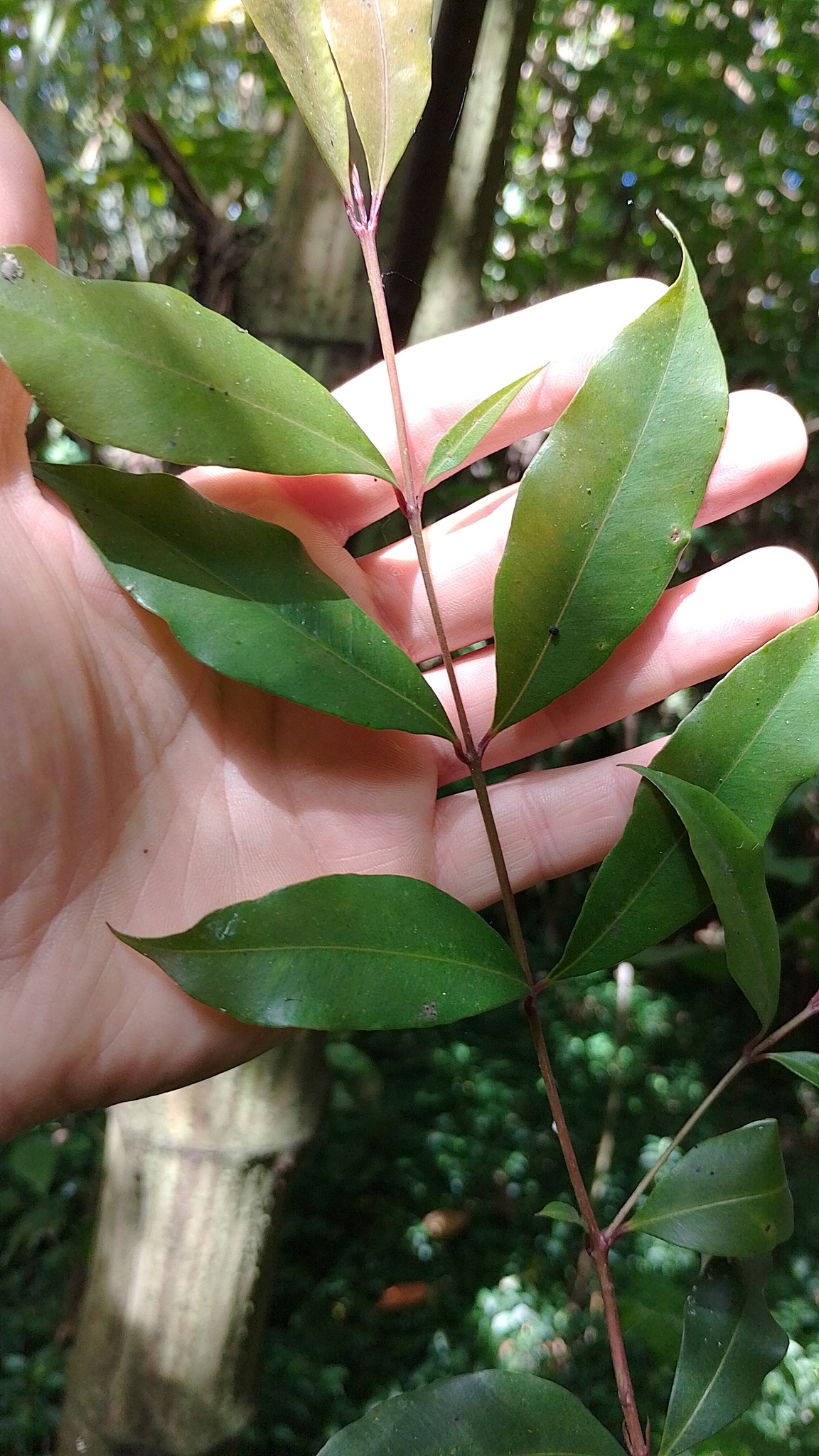 Syzygium paniculatum Gaertn.