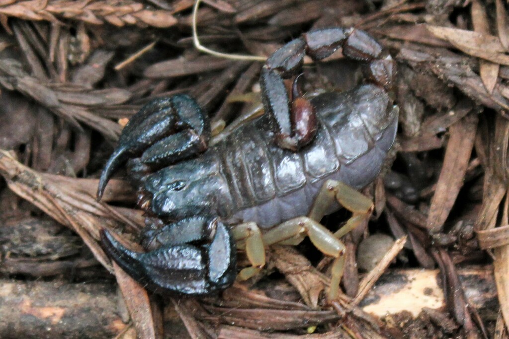 Western Forest Scorpion from Kent Pump Rd, California 94924, USA on May ...