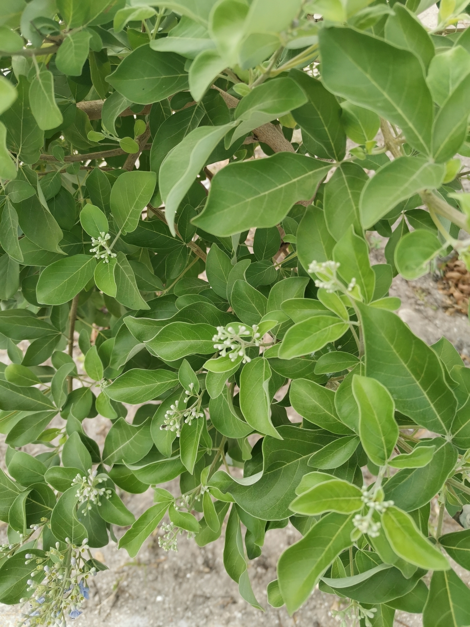 Vitex gaumeri Greenm.