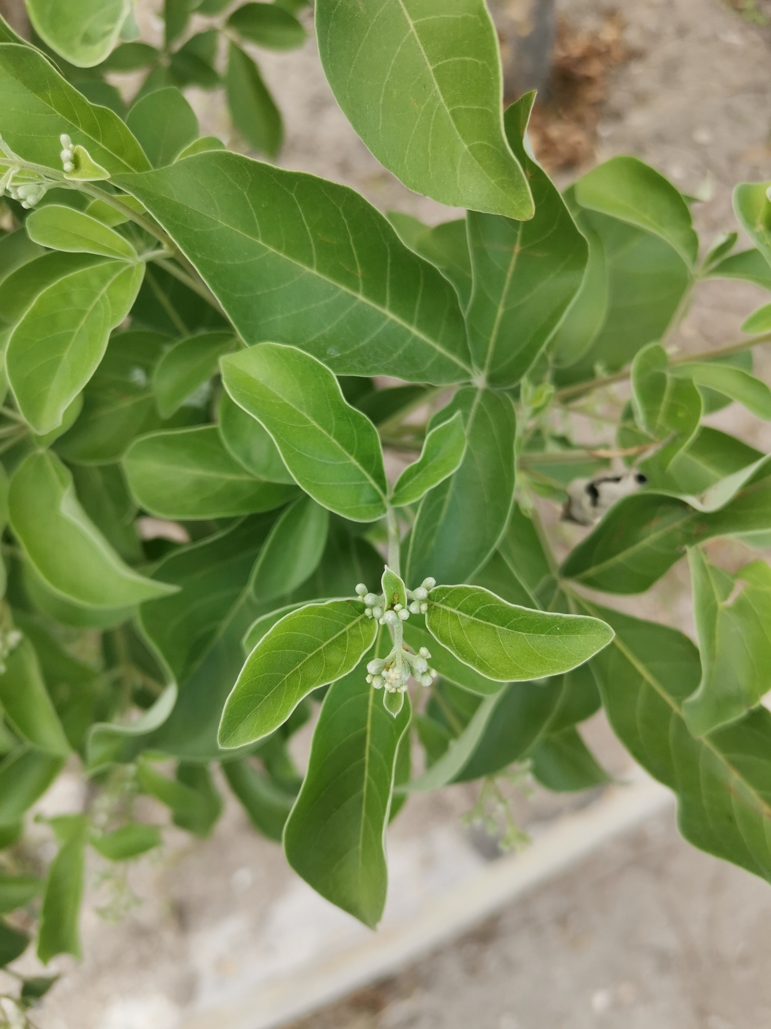 Vitex gaumeri Greenm.