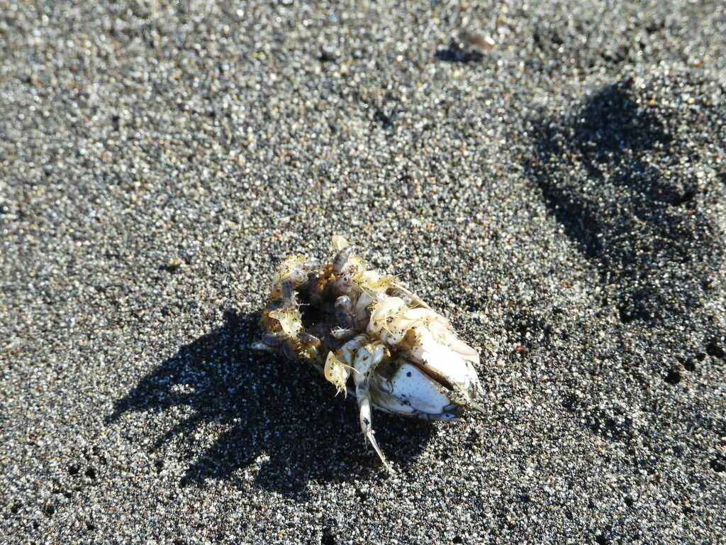 Pacific Sand Crab from Pichibudi, Licantén, Maule, Chile on February 15 ...