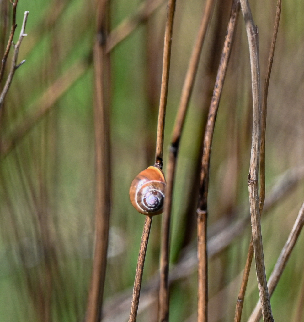 Brown-lipped Snail from Richmond, BC, Canada on April 28, 2023 at 09:14 ...
