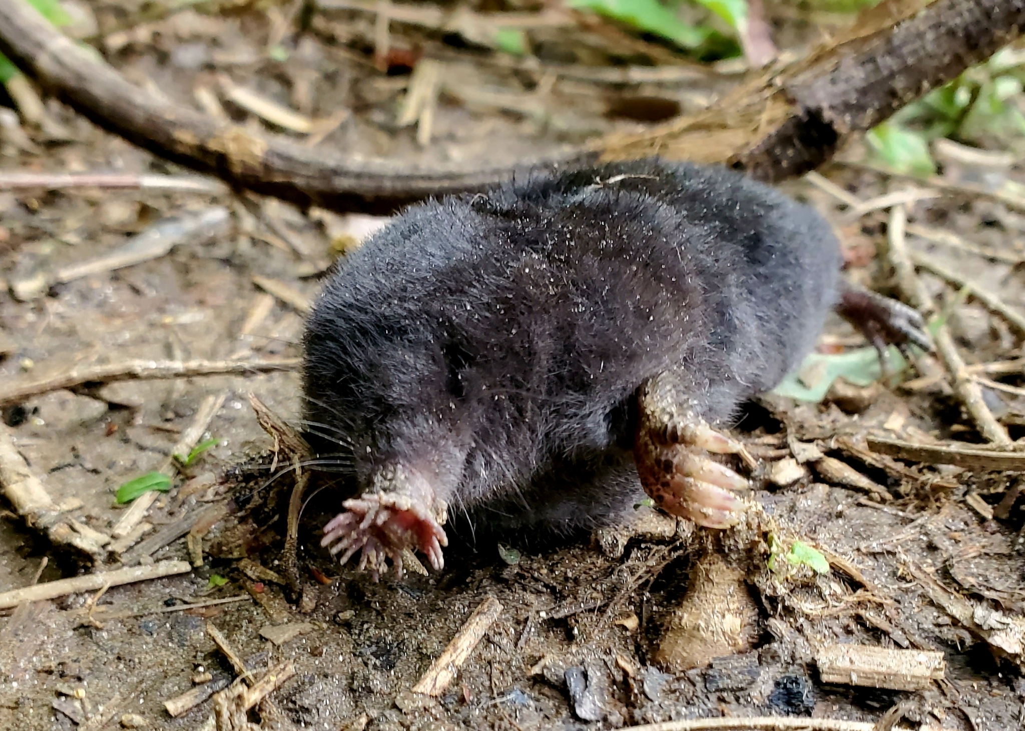Condylura cristata (Linnaeus, 1758)