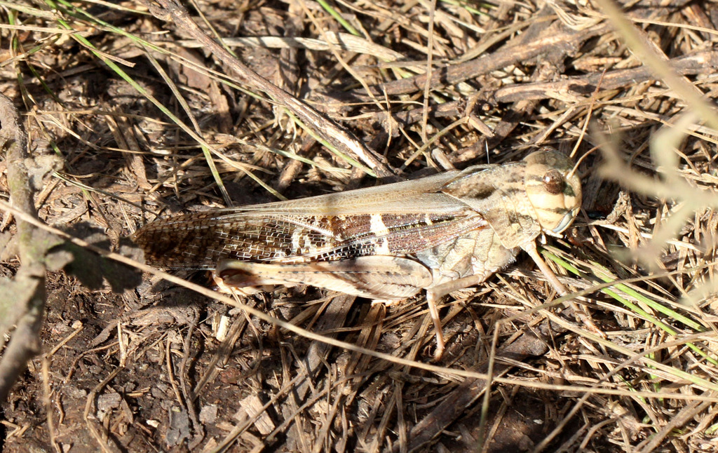 Australian Yellow-winged Locust from Mt Victoria, Bunya Mountains QLD ...