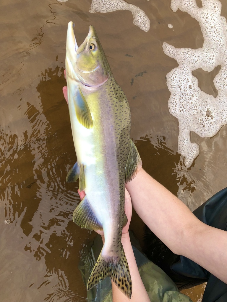 Salmons and Trouts (Salmoninae) - Marine Life Identification