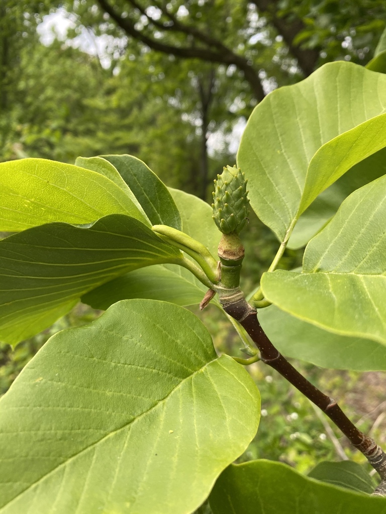 Cucumber-tree in April 2023 by abelkinser · iNaturalist