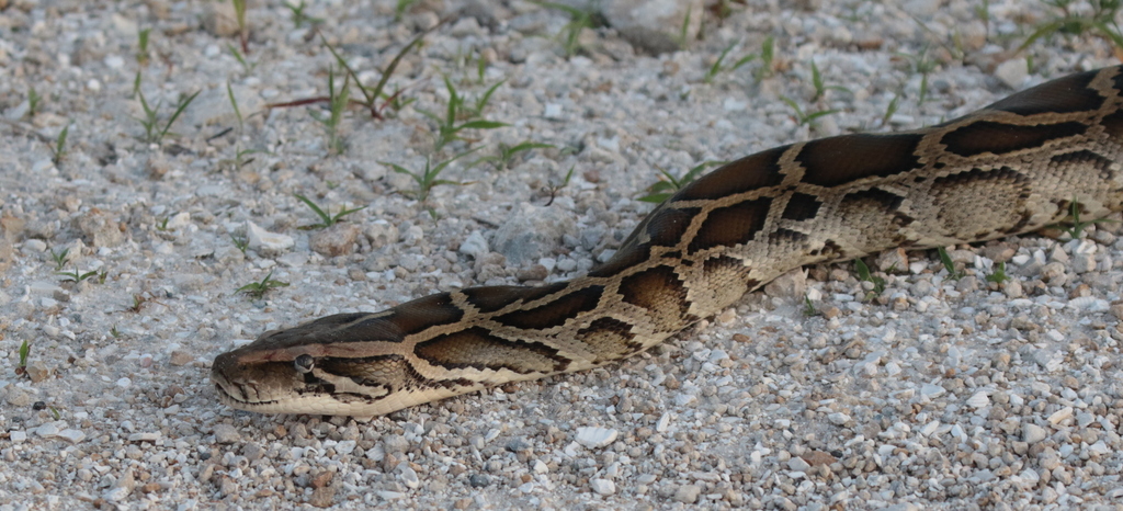 Burmese Python from Broward County, FL, USA on April 28, 2023 at 07:35 ...